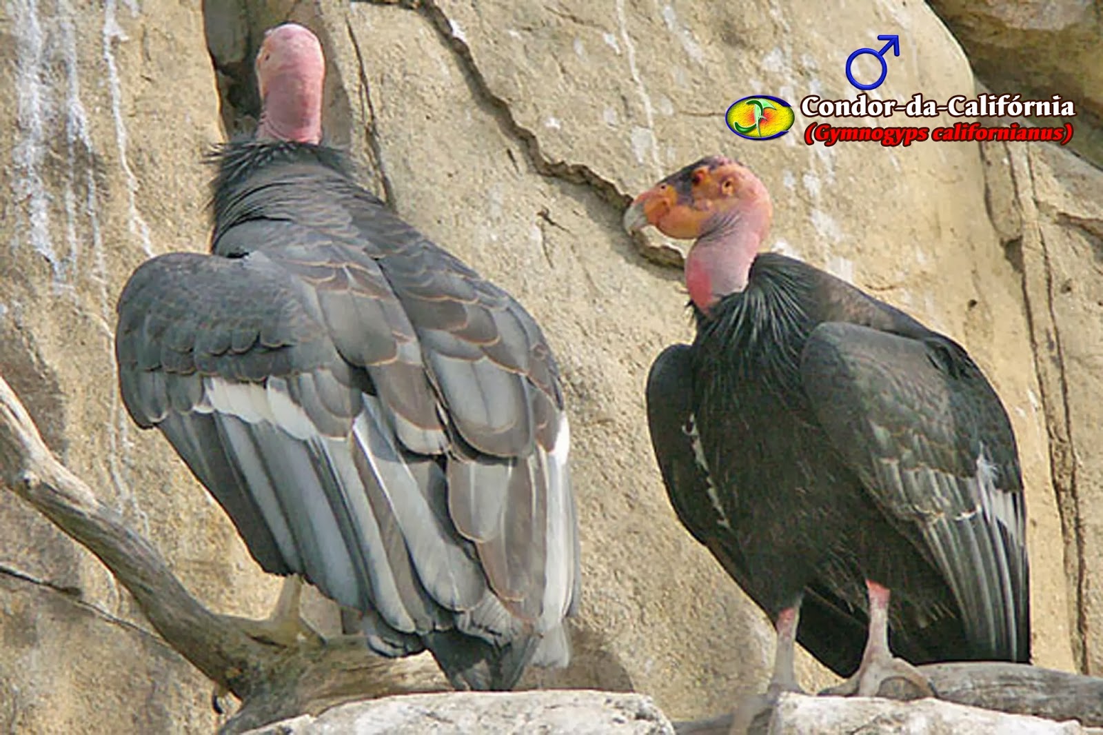 ORNITOLOGIA: Condor-da-California (Gymnogyps californianus)